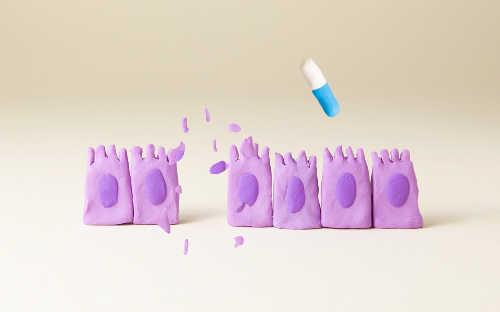 The Gut Barrier: What Is It & What Compromises Its Integrity? | Zooki